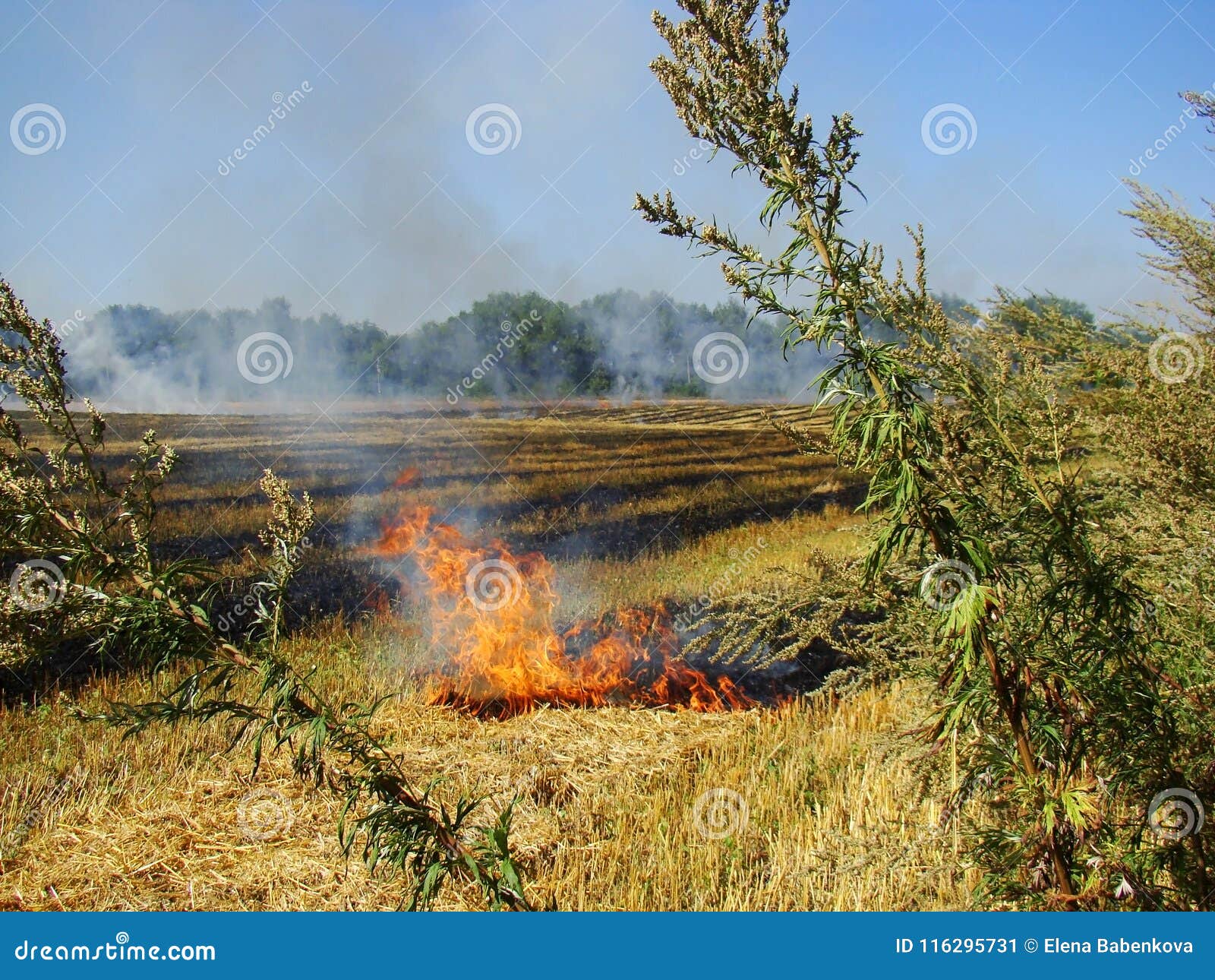 Set Fire To the Fields after Harvest. Stock Image - Image of farm ...