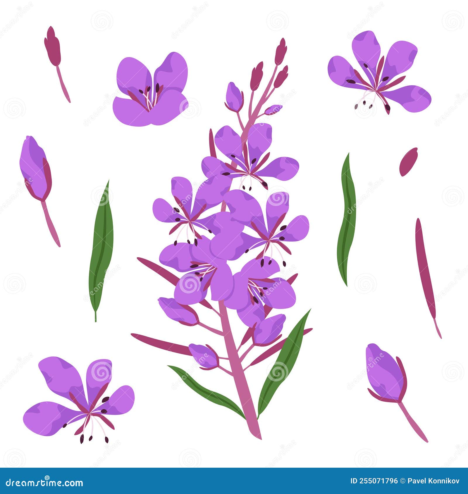 Set of Fireweed Design Elements. Stock Vector - Illustration of vector ...