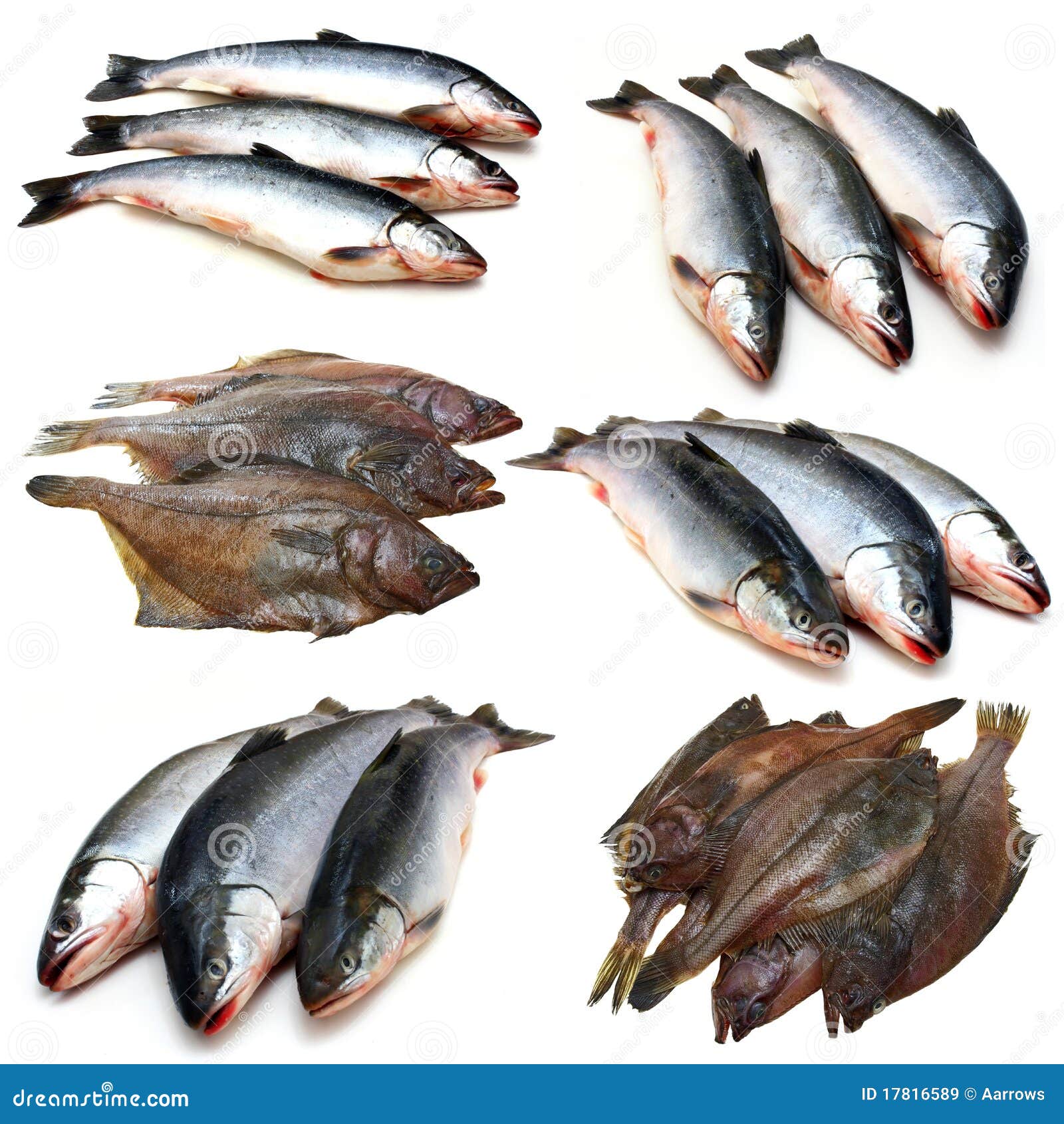 Set fish collection stock image. Image of fishing, preparing - 17816589