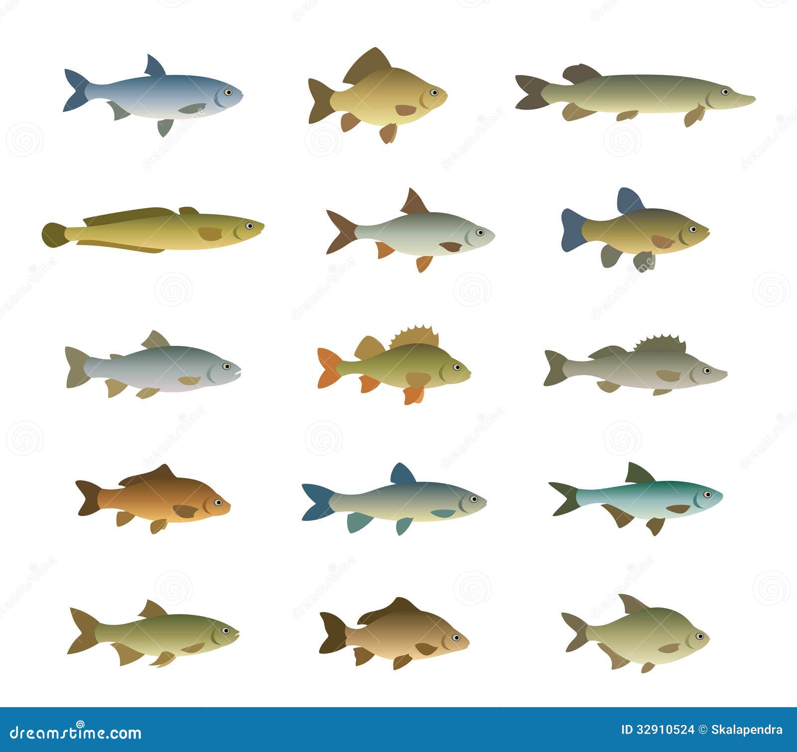 Tench. Drawing Pencil Realistic Illustration. Stock Image ...