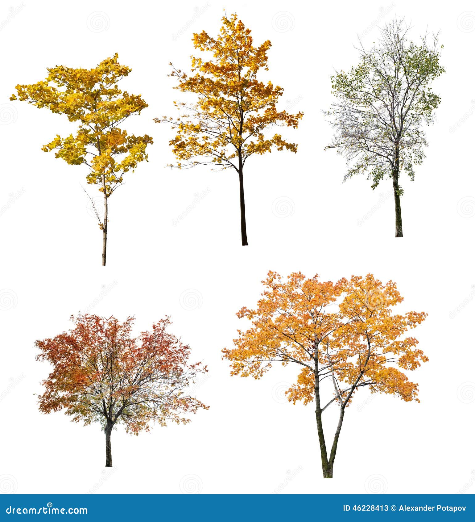 Set of Five Autumn Trees Isolated on White Stock Image - Image of lush ...