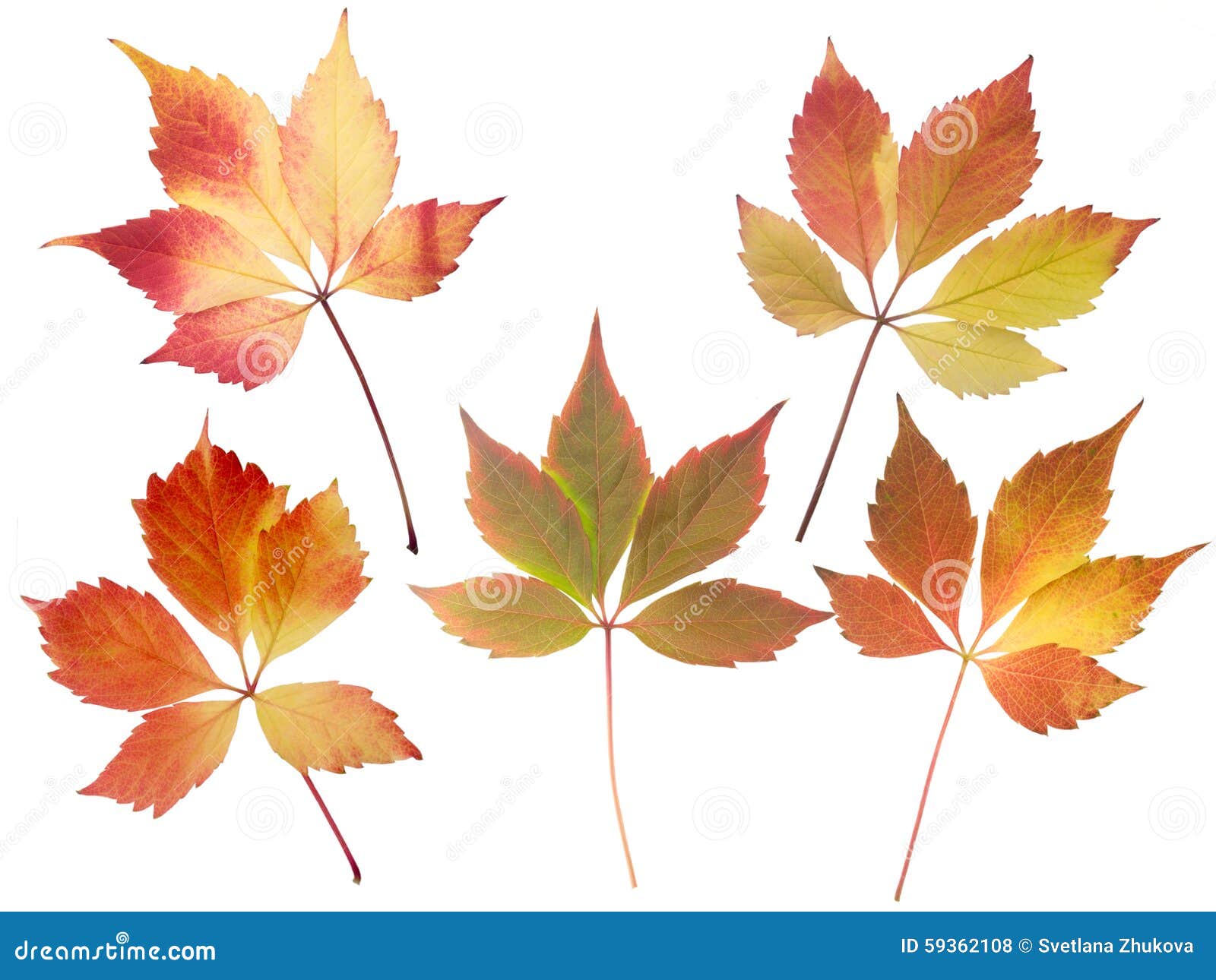 Set of Five Fall Leaves Isolated on White Stock Photo - Image of ...