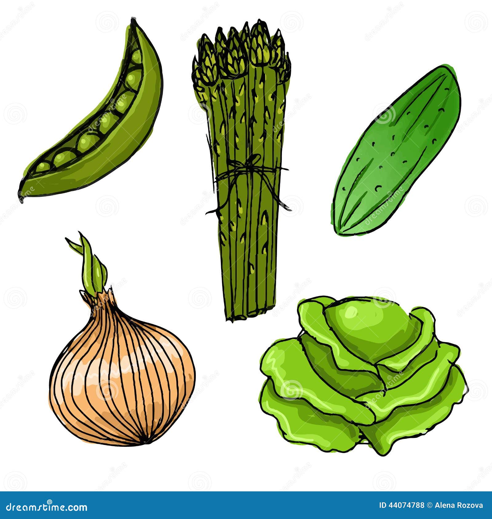 Set of Five Hand Drawn Vegetables Stock Vector - Illustration of nature ...