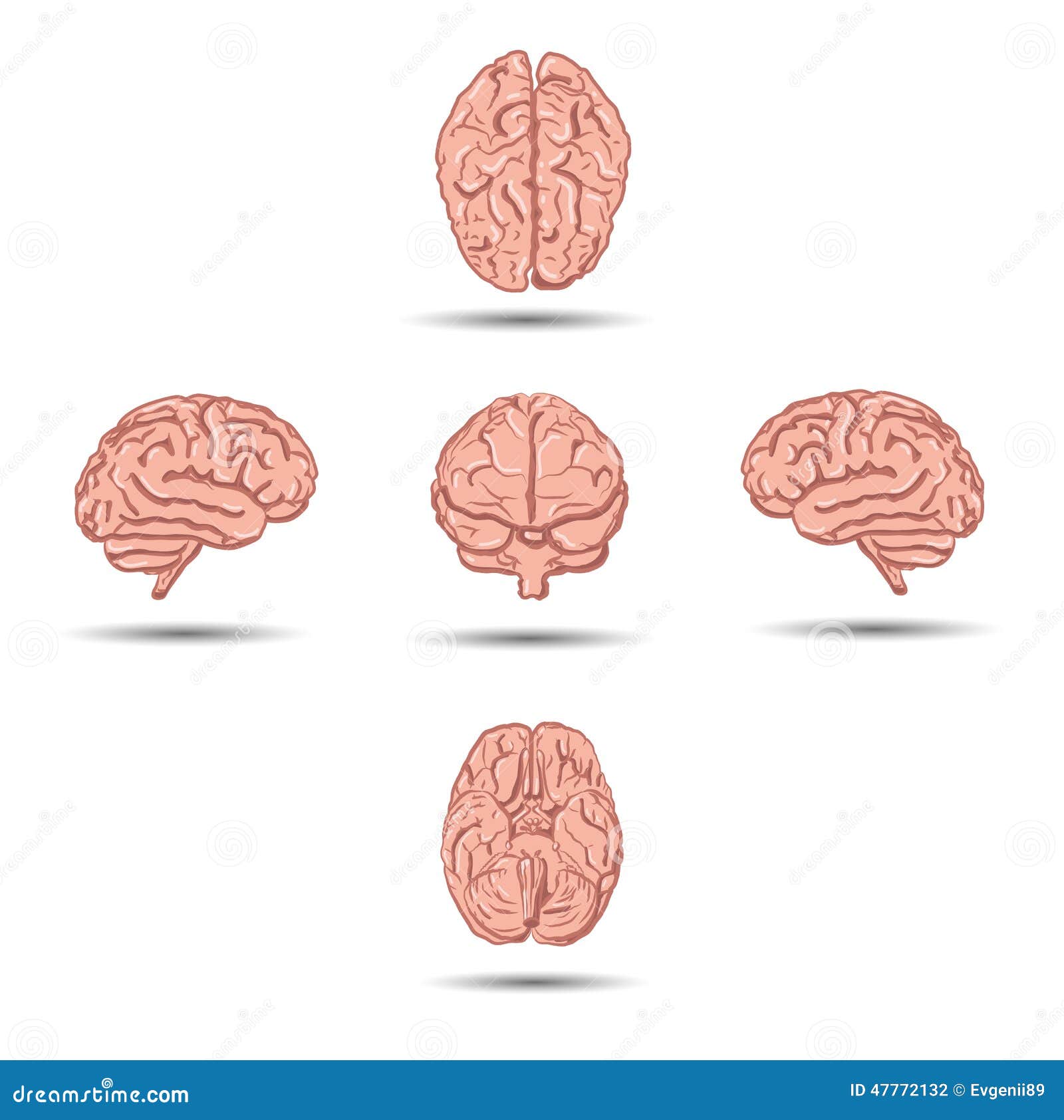 Set of Five Human Brains with Shadow from Stock Vector - Illustration ...
