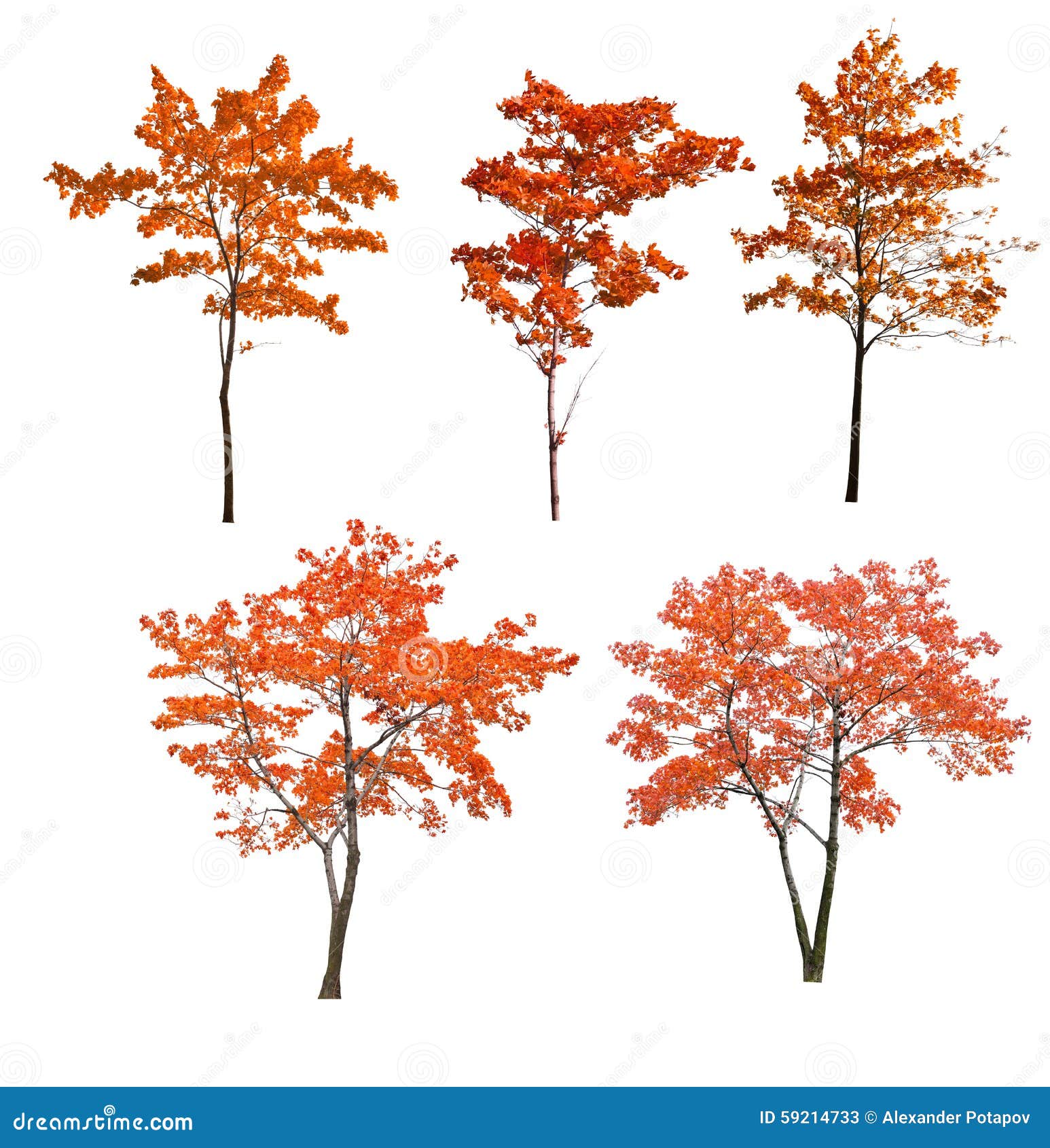 Set of Five Red Autumn Trees on White Stock Image - Image of october ...