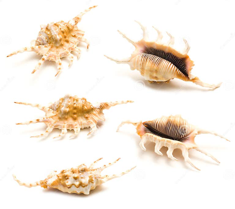 Set of Five Scorpion Spider Conch Shell Angles Lambis Scorpius Isolated ...