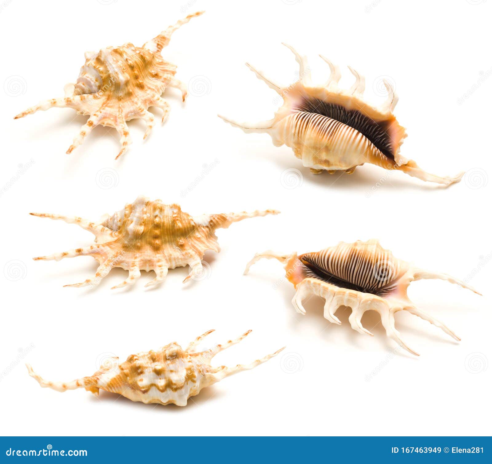 Scorpion Spider Conch Shell Lambis Scorpius In Sand Isolated On White ...