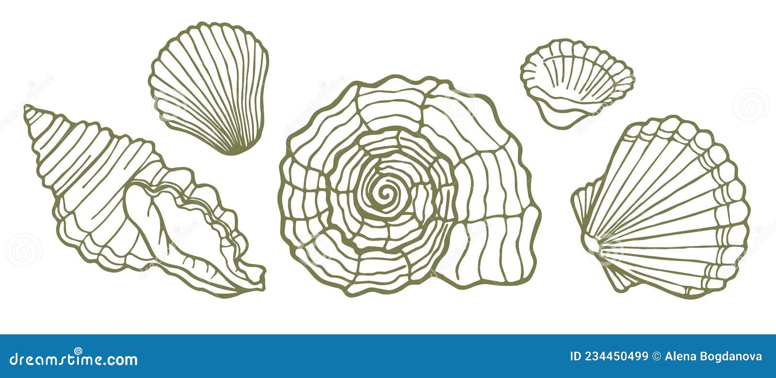 A Set of Five Sketch-style Seashells. Stock Vector - Illustration of ...