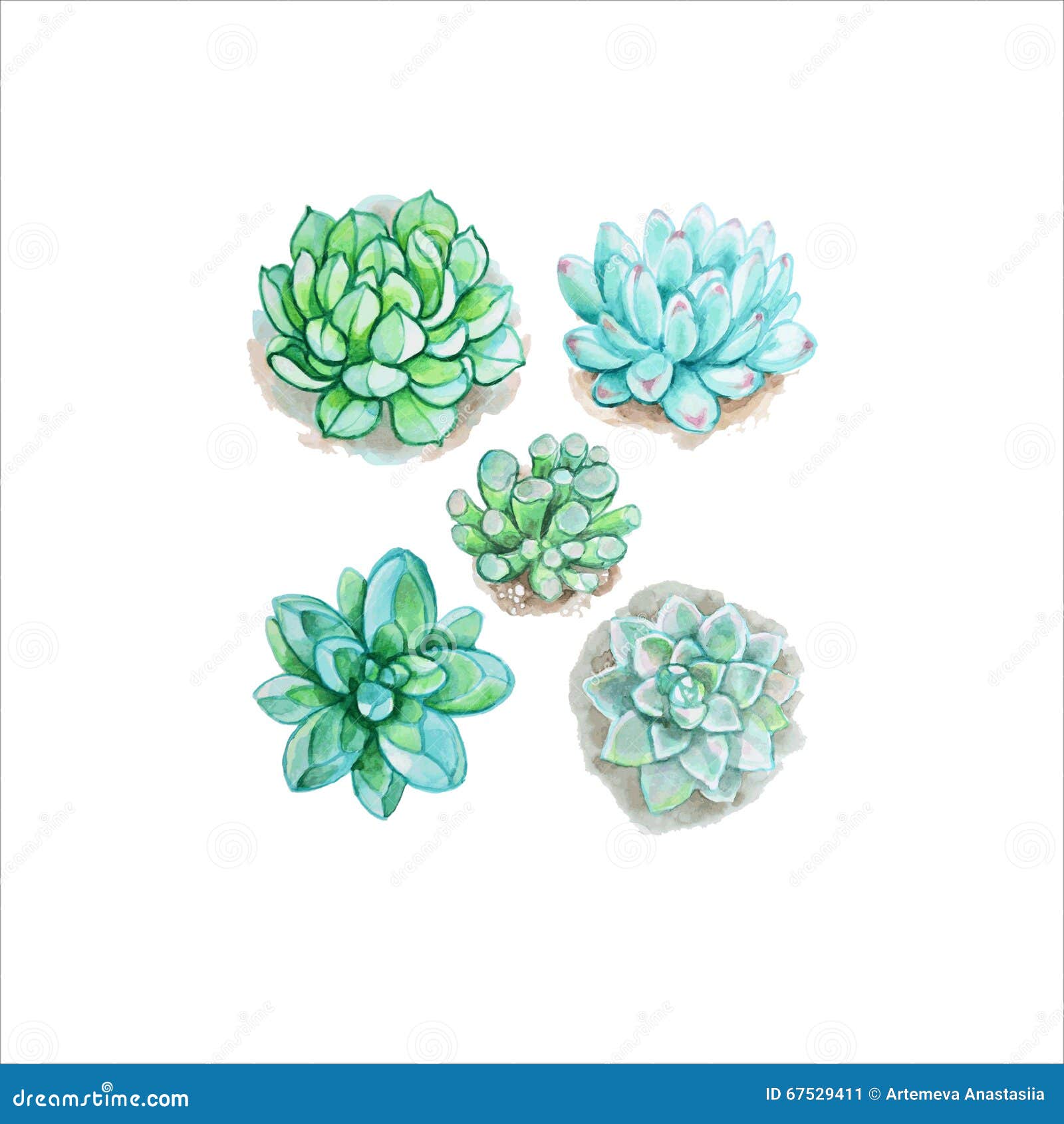 Set of Five Succulent Drawings in Watercolors Stock Vector ...