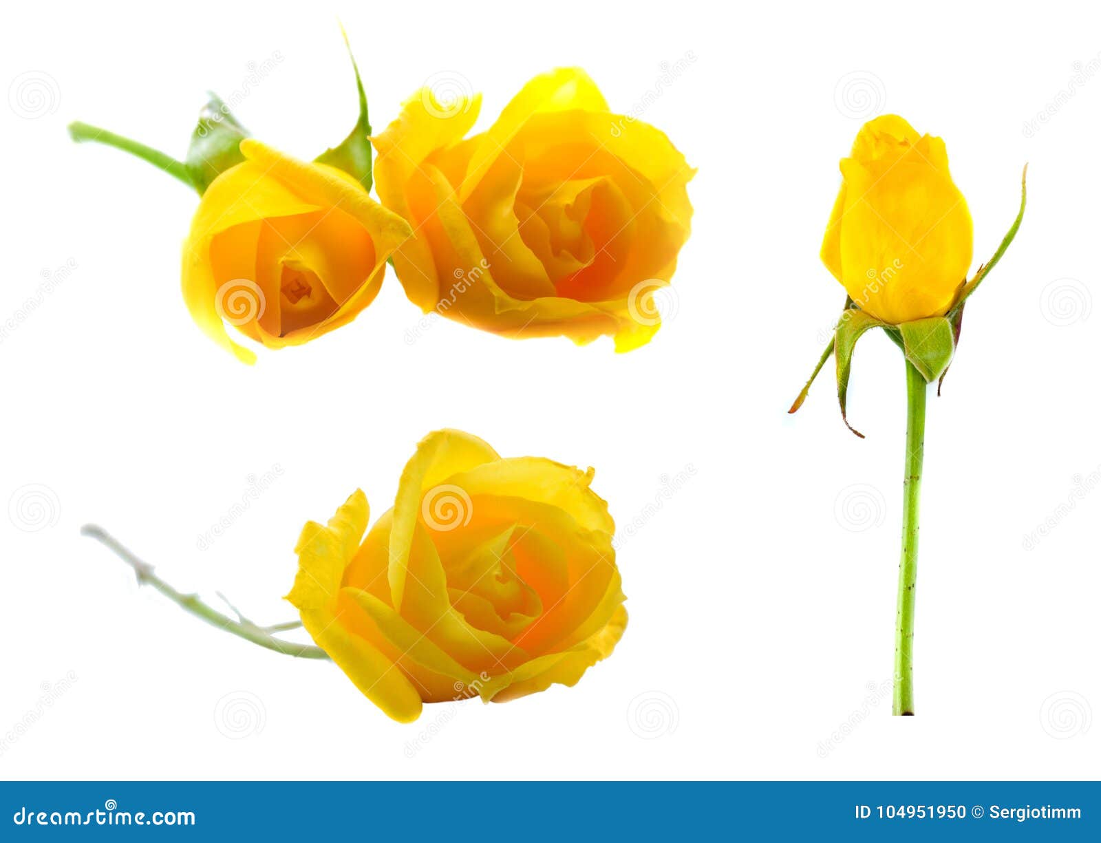 Set of Five Yellow Roses on White Background Stock Photo - Image of ...