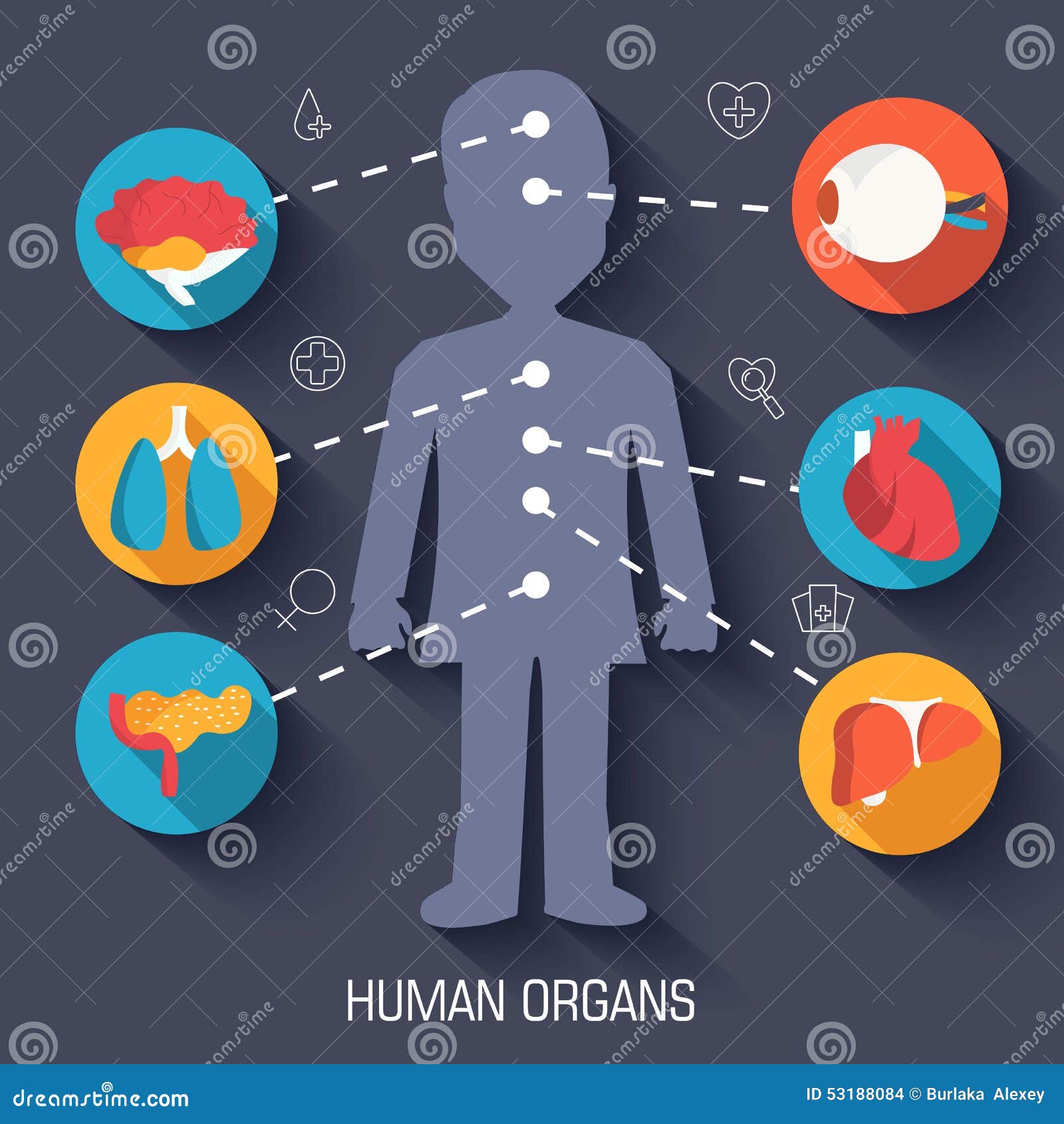 Set Flat Human Organs Icons Illustration Stock Vector - Illustration of ...