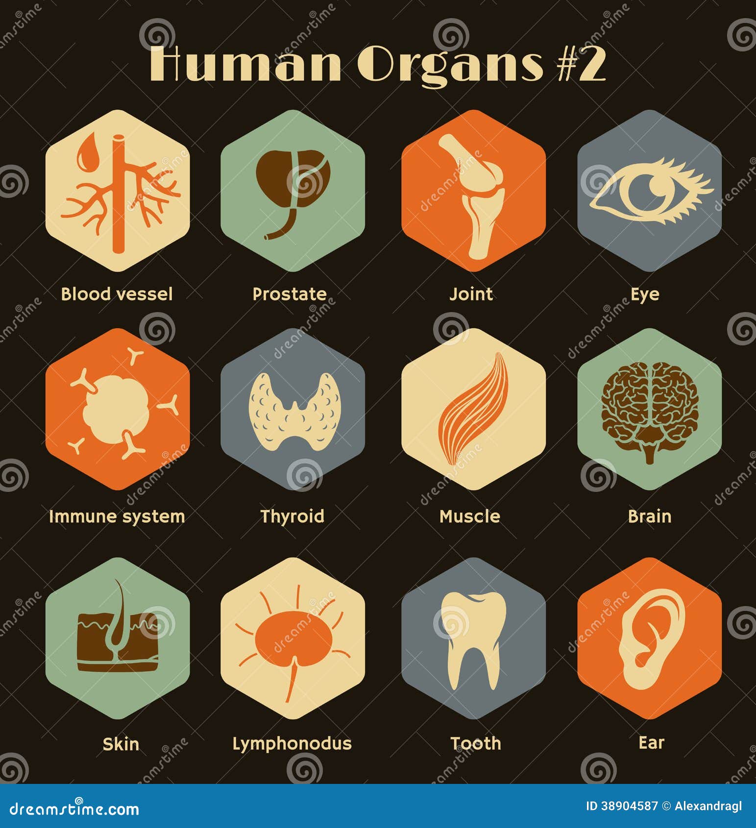 Flat Icons Human Organs Systems Stock Illustrations – 12 Flat Icons ...