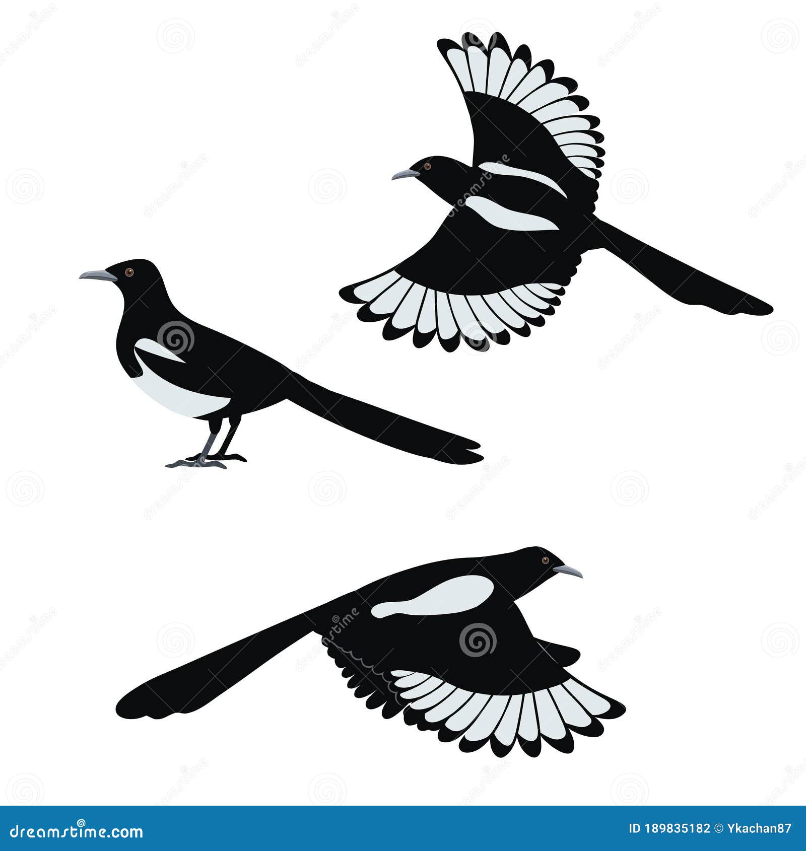 Flying Magpie Cartoon Vector | CartoonDealer.com #49399427