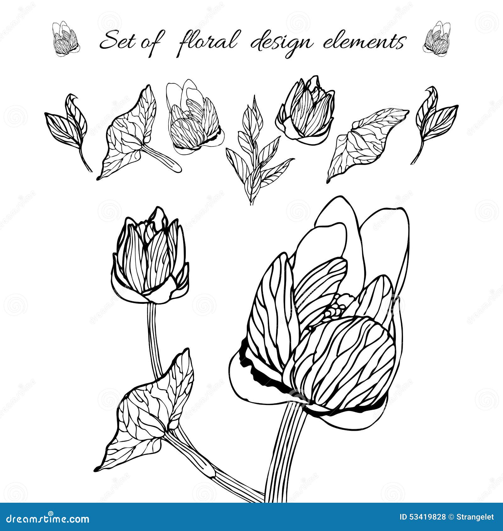 Set of Floral Elements Vector Illustration Stock Vector - Illustration ...