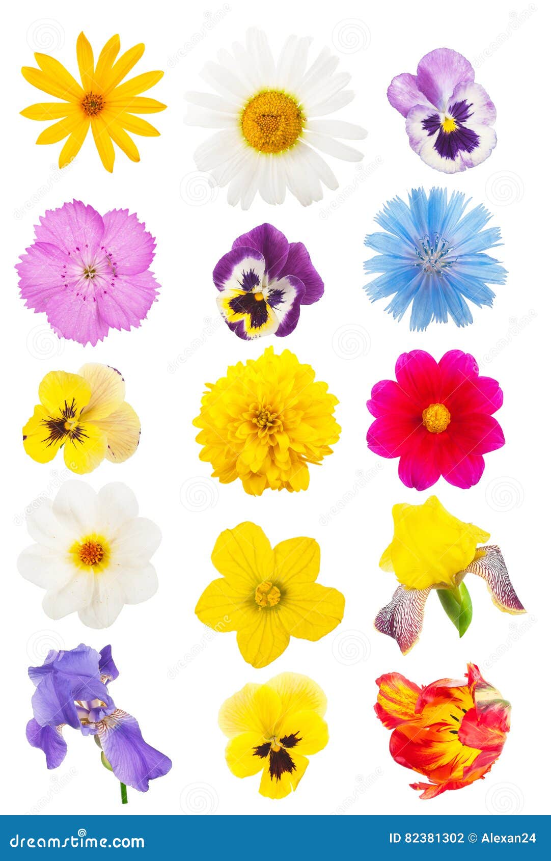 Flower Heads Of Ornamental Grass, Miscanthus Sinensis, Growing I Stock ...