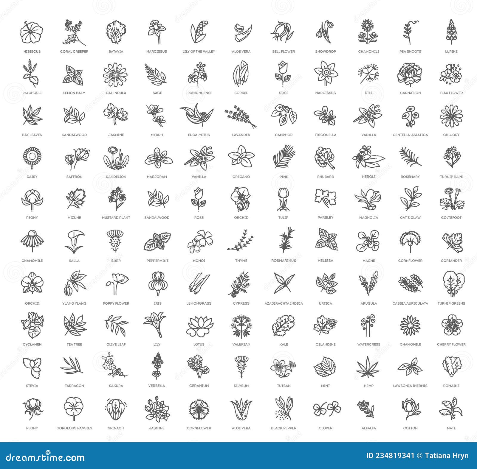 Herbs Icon Vector Set. Herbarium Illustration Sign Collection. Herb ...