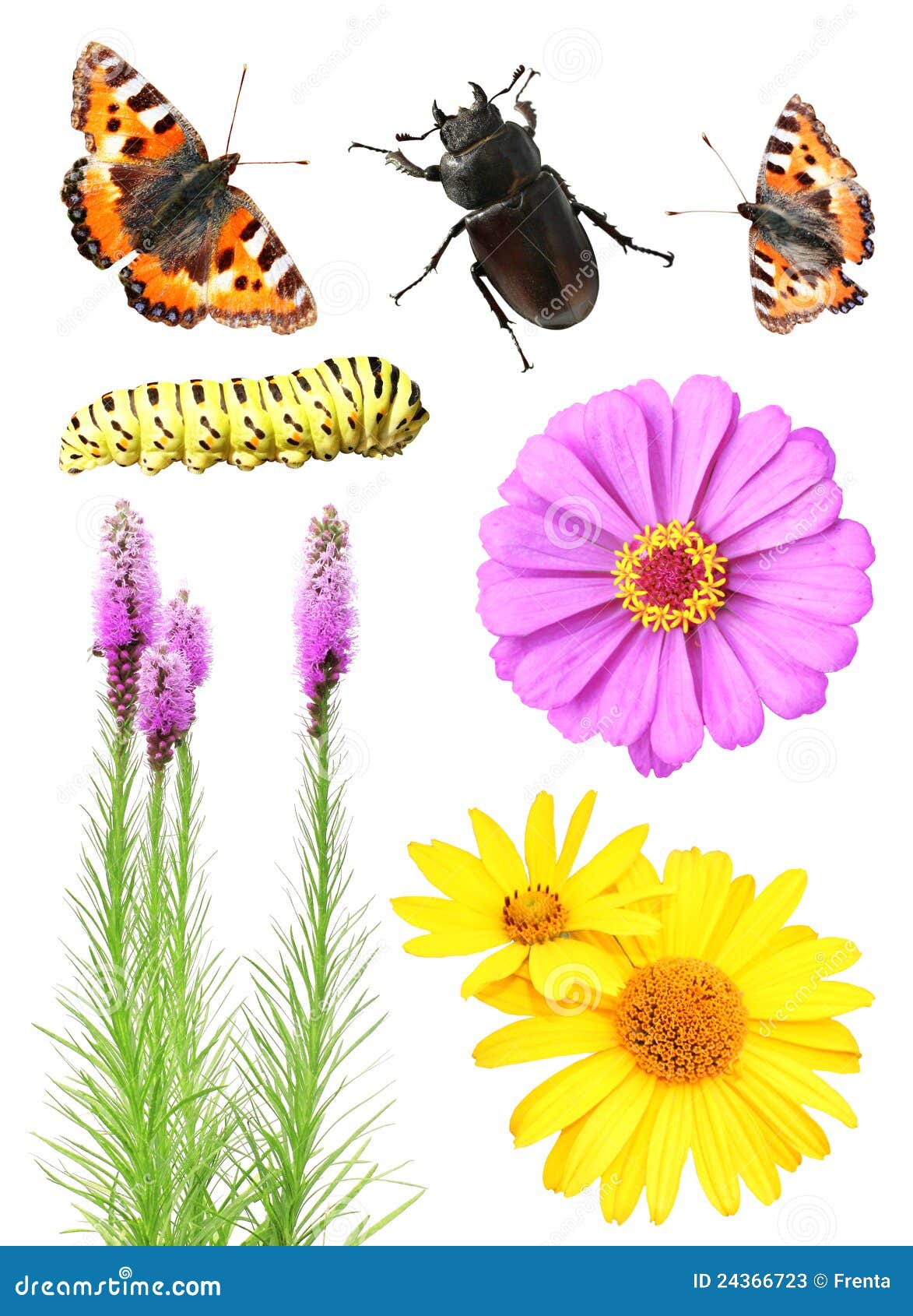 Set of flowers and insects stock image. Image of flora - 24366723