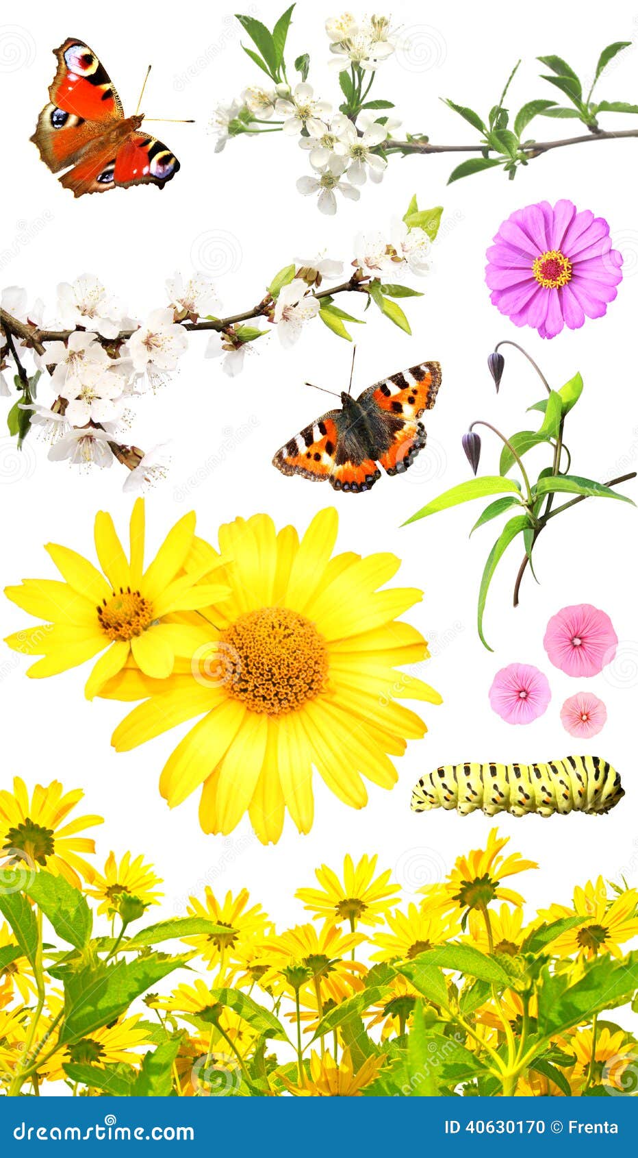 Set of flowers and insects stock photo. Image of spring - 40630170