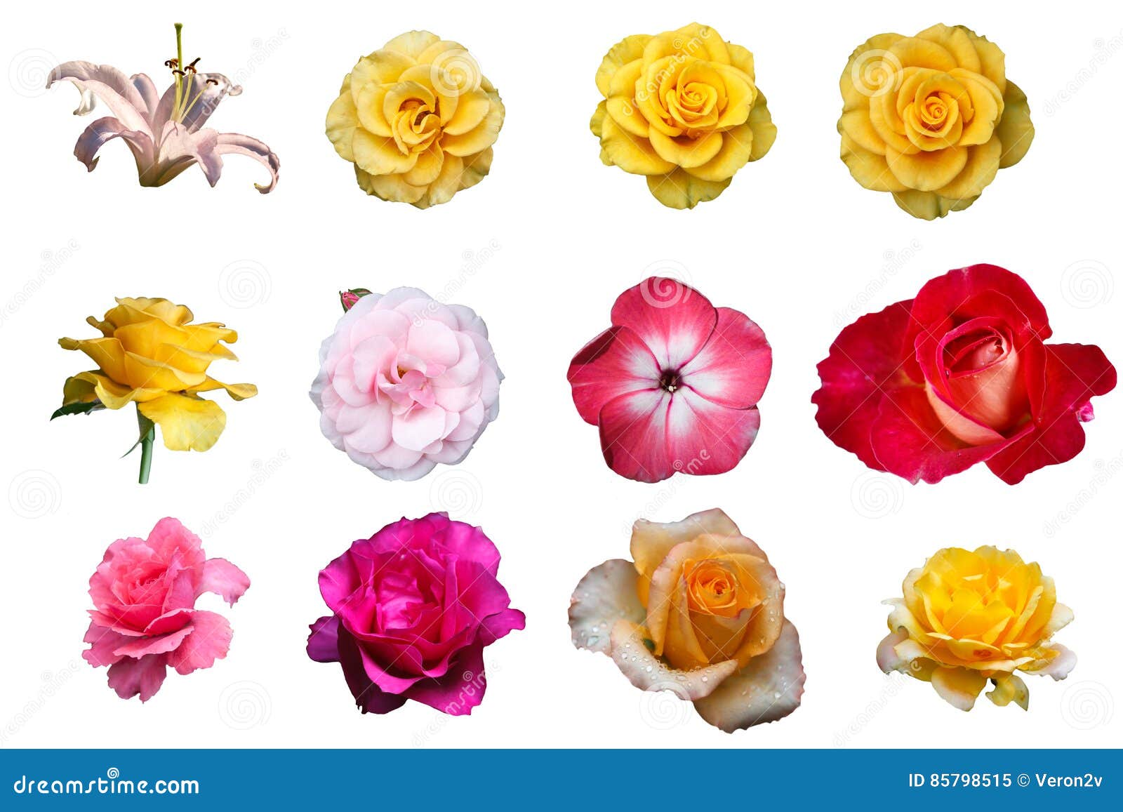 Set of Flowers Isolated on a White Stock Image - Image of orange ...