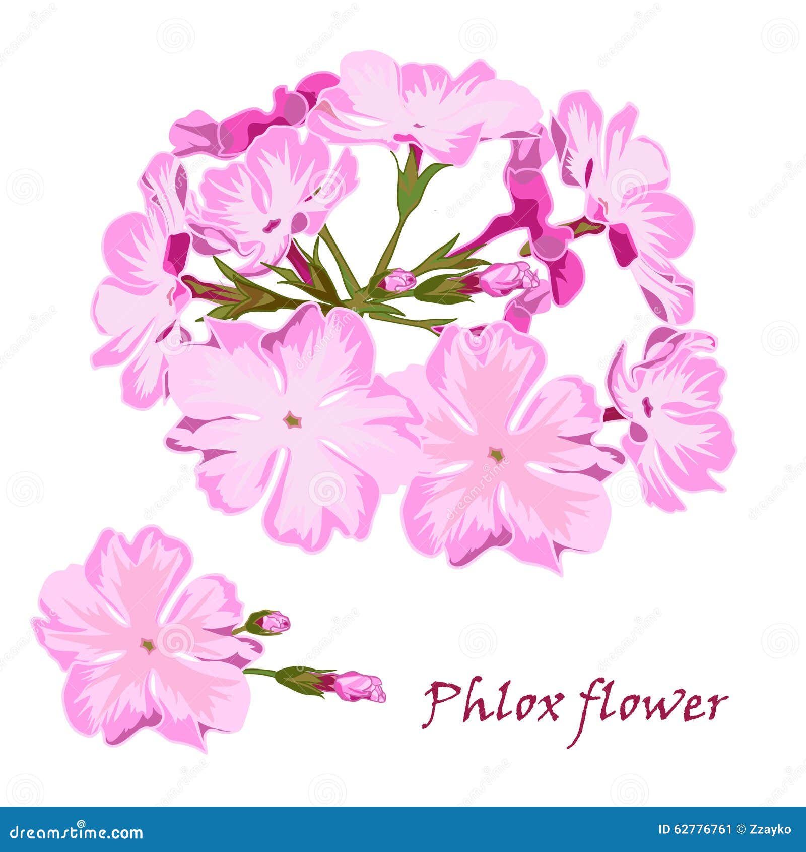 Set of Flowers Pink Phlox in Realistic Hand-drawn Style. Stock ...