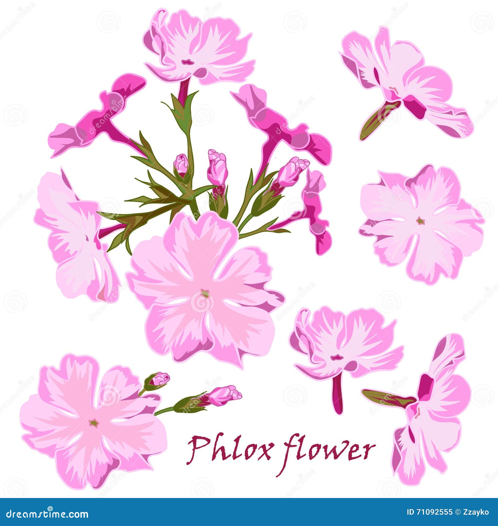 Set of Flowers Pink Phlox in Realistic Hand-drawn Style. Stock Vector ...