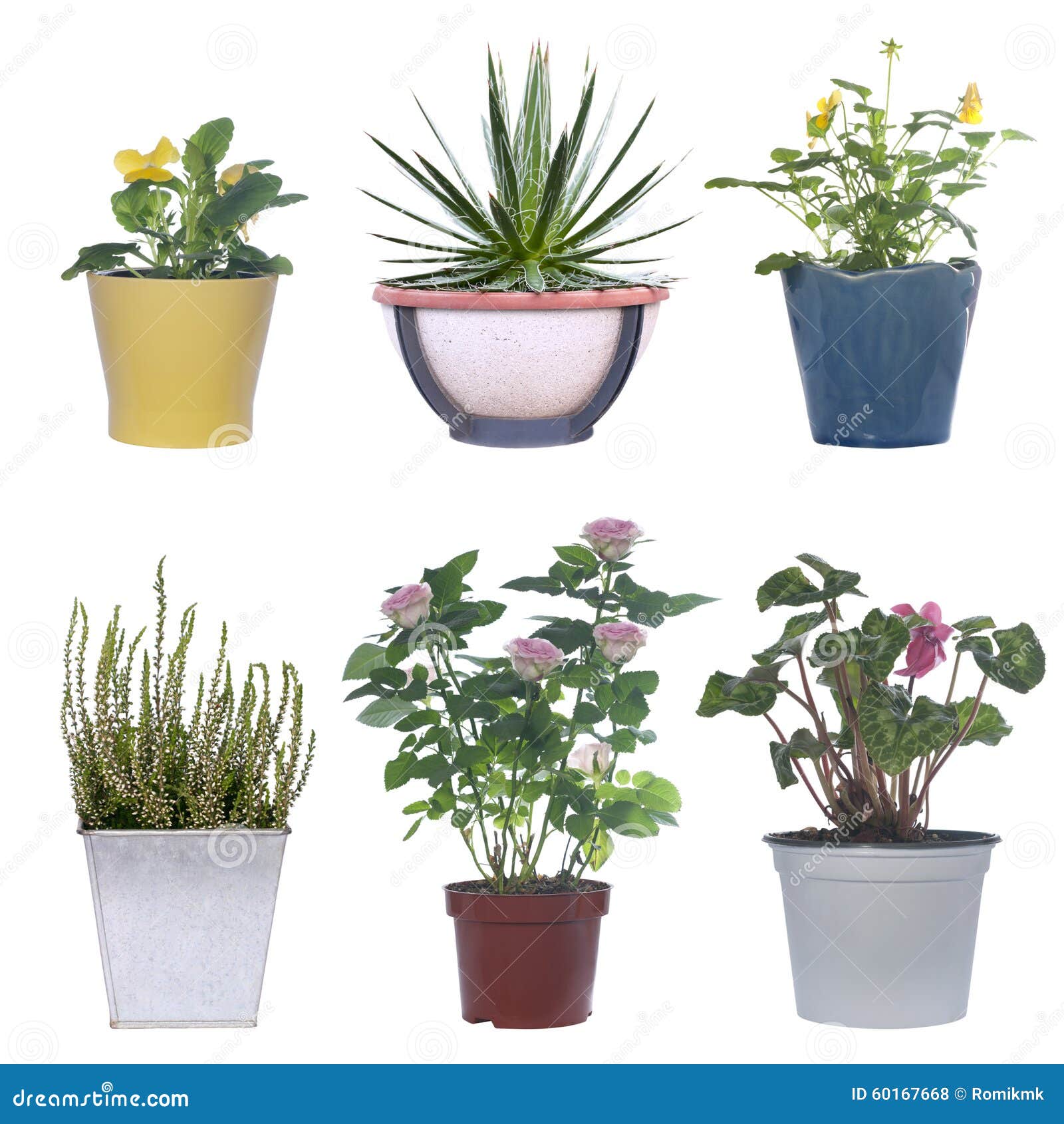 Set of flowers in pots stock photo. Image of white, aroma - 60167668