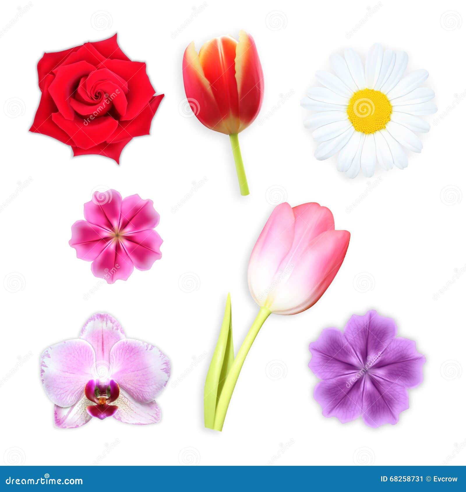 Set of flowers stock vector. Illustration of gift, light - 68258731