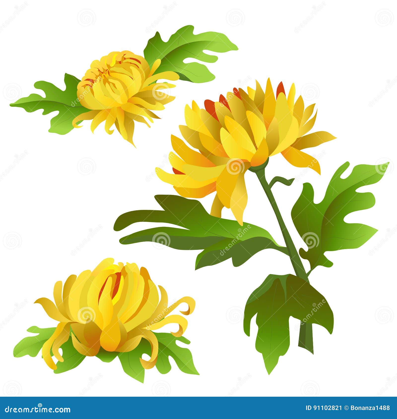 A Set of Flowers. Yellow Chrysanthemums Stock Vector - Illustration of ...