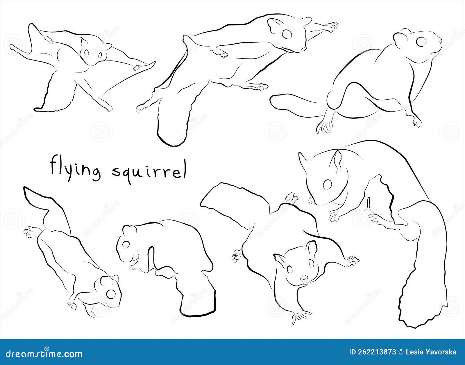 Set Flying Squirrel, Vector Illustration, Element, Icon, Logo Stock ...