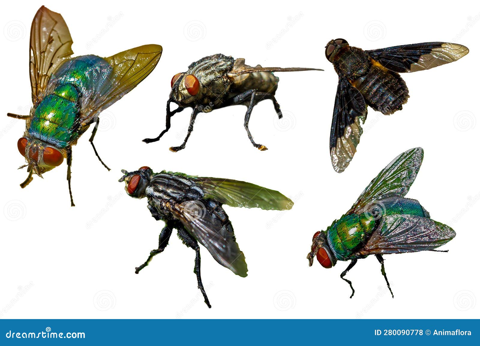 Set of Flys Insects Isolated Background Stock Photo - Image of grey ...