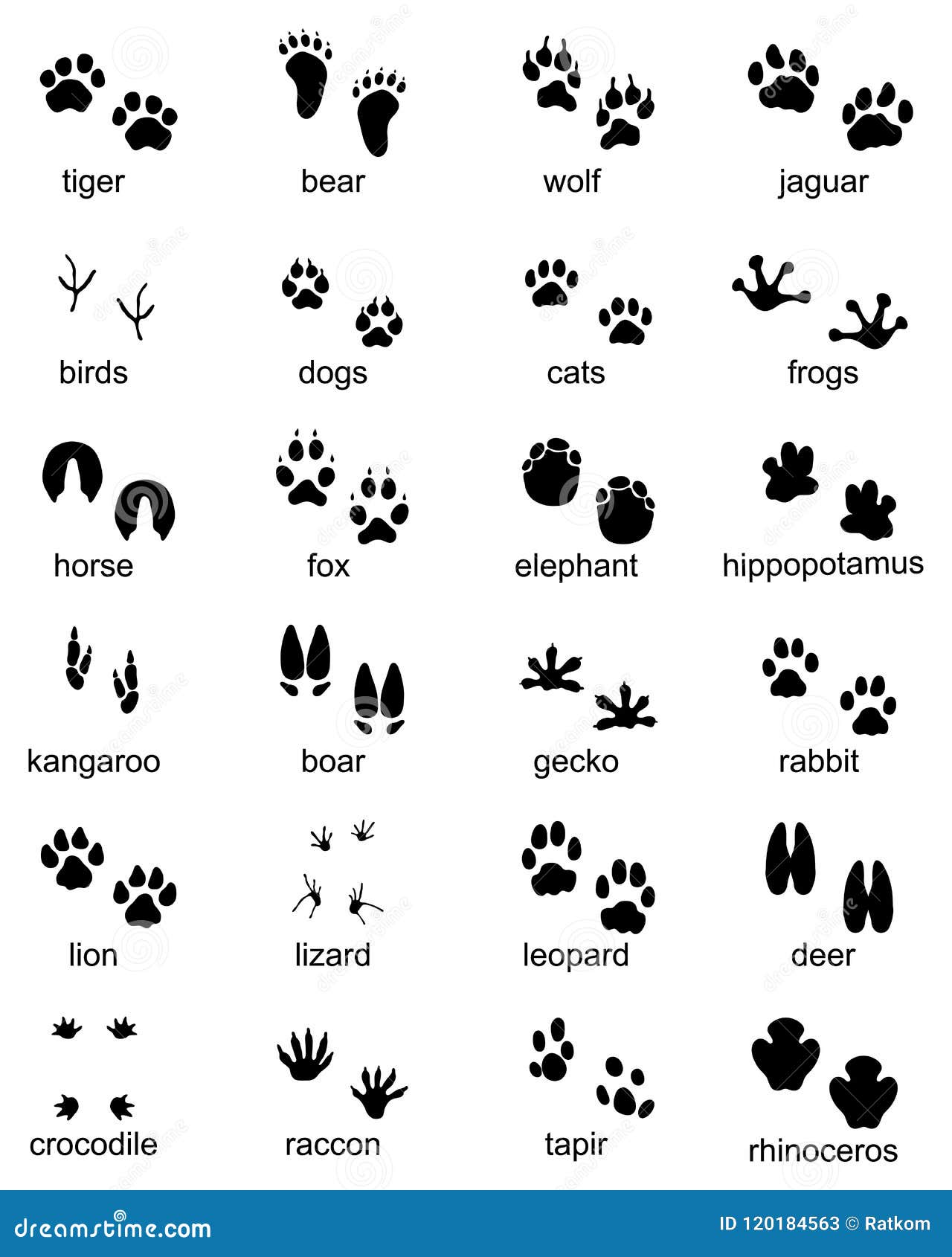 Set of Footprints of Wild Animals Stock Illustration - Illustration of ...