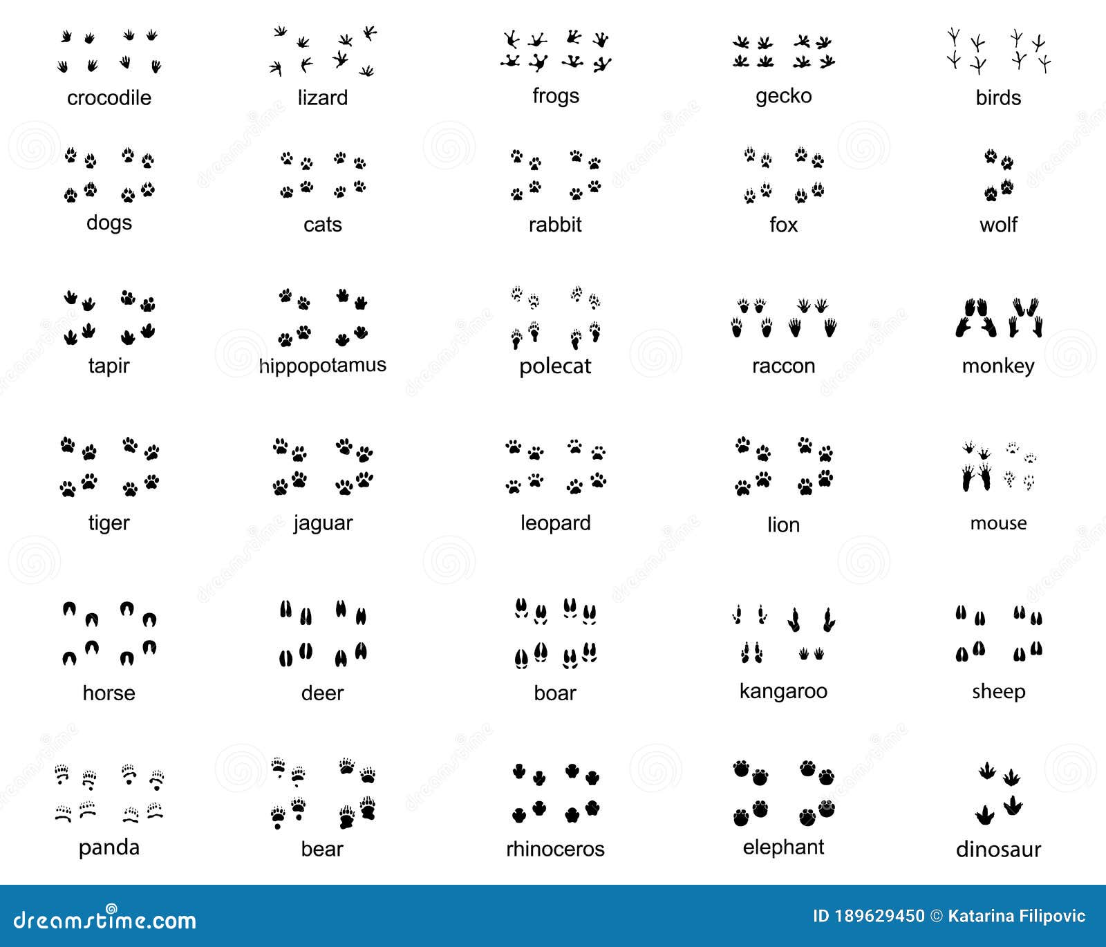 Emu And Kangaroo Footprints. Dingo And Possum Paws. Koala And Wombat ...