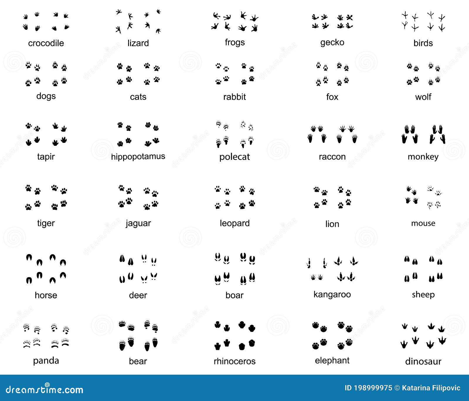 Emu And Kangaroo Footprints. Dingo And Possum Paws. Koala And Wombat ...
