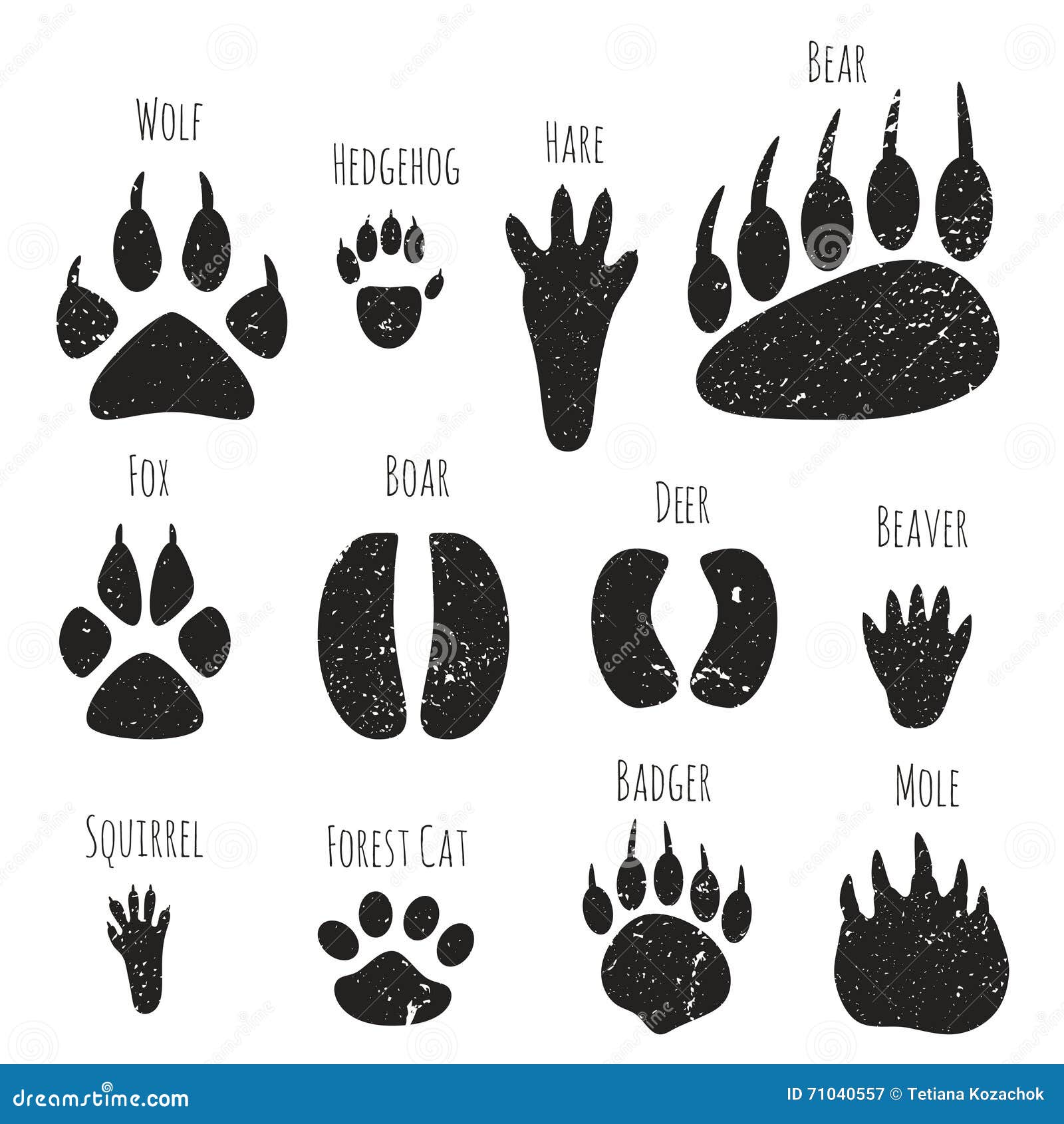 Set Of Forest Animals Footprints. Stock Vector - Image: 71040557