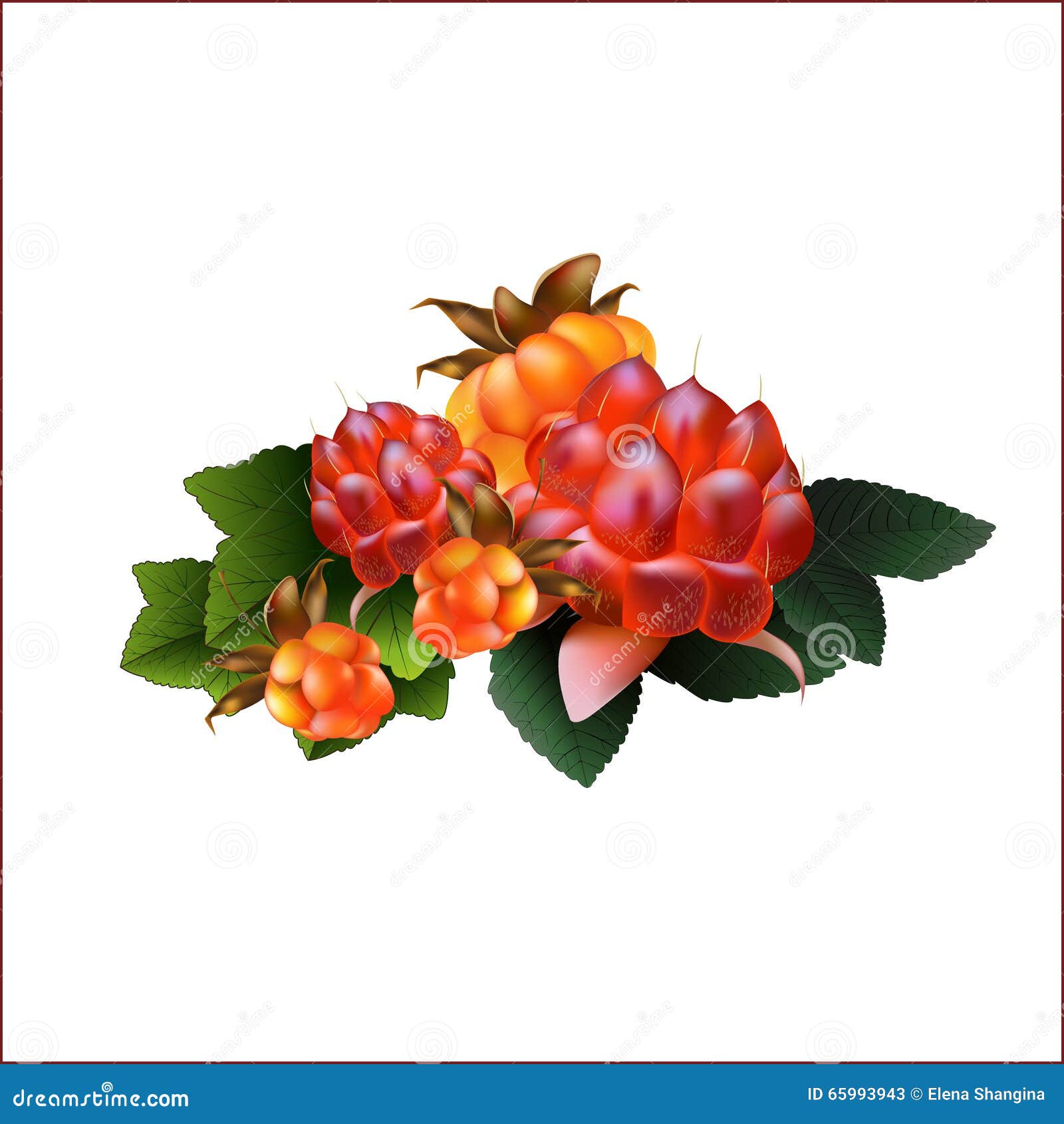 Stone Bramble, Drawing By Color Pencils Stock Illustration ...