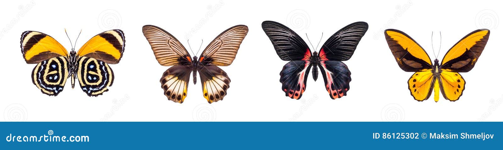 Set of Four Beautiful and Colorful Butterflies Stock Photo - Image of ...