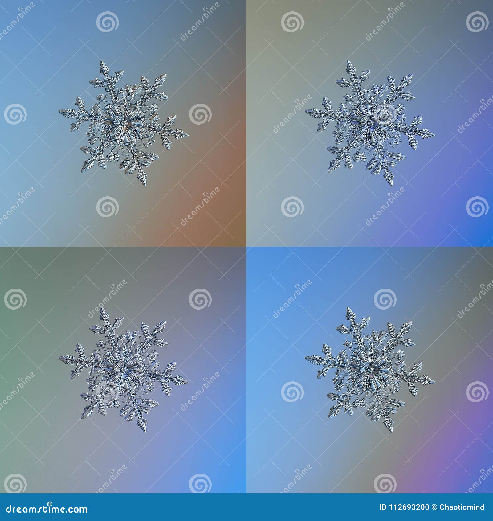 Set with Four Color Variants of Real Snowflake Stock Illustration ...