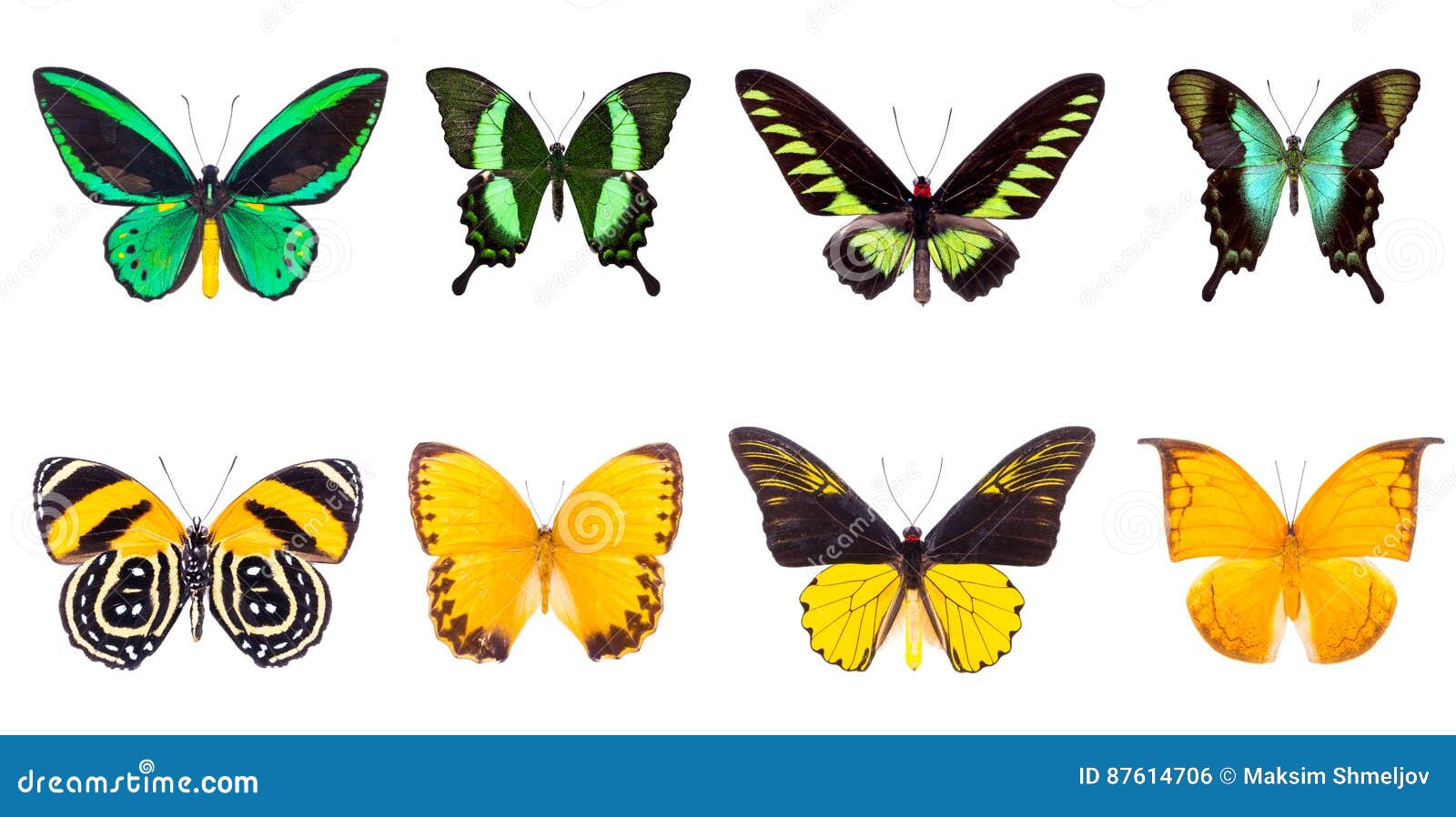Set of Four Colorful and Beautiful Butterflies Stock Photo - Image of ...