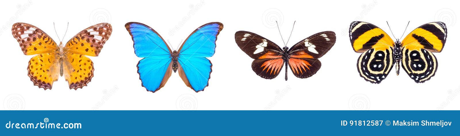 Set of Four Colorful and Beautiful Butterflies Stock Image - Image of ...
