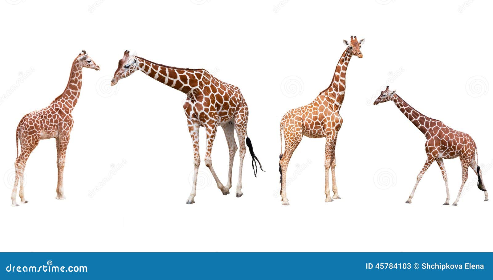 Set from four giraffes stock image. Image of long, herbivorous - 45784103