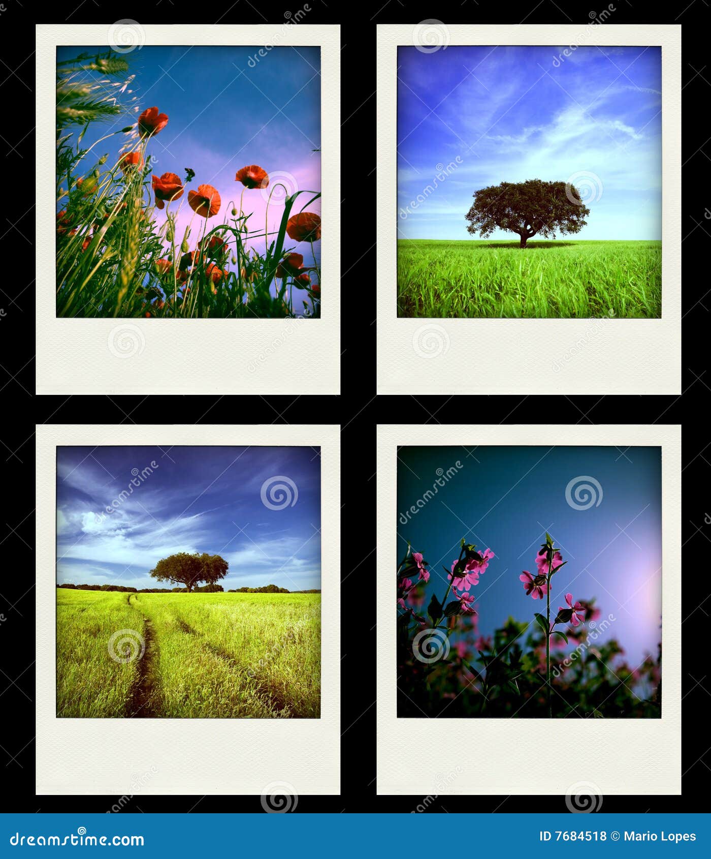 Set of Four Instant Nature and Spring Photos Stock Photo - Image of ...