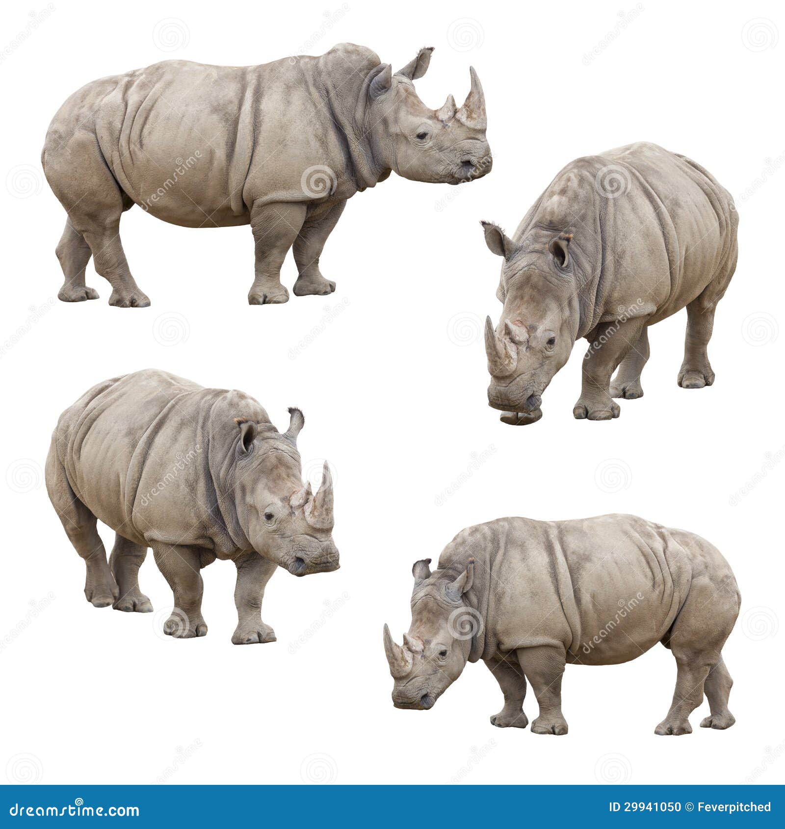 Set of Rhinoceros Isolated on a White Background Stock Photo - Image of ...