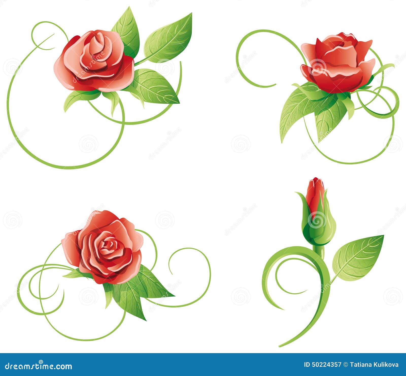 Set of Four Roses on a White Background. Stock Vector - Illustration of ...