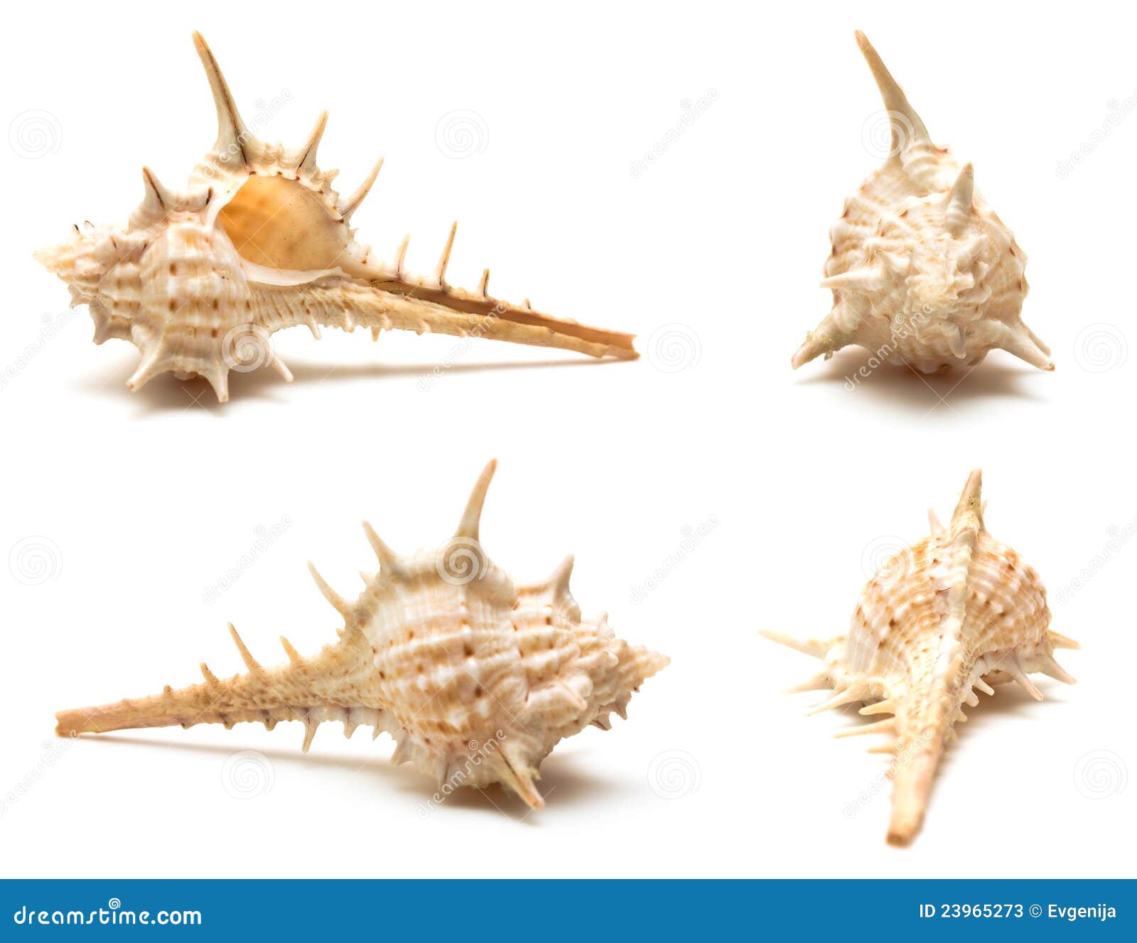 Set of Four Seashells Macro Stock Image - Image of seashells, objects ...