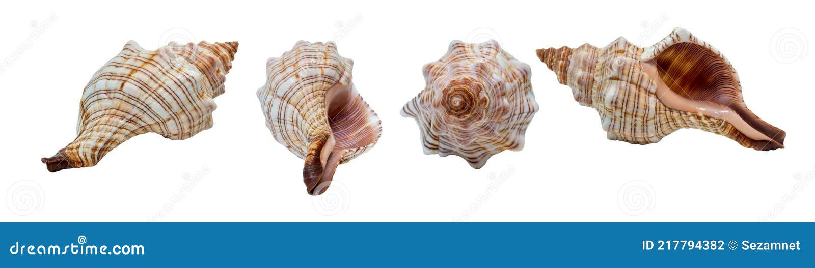 Set of Four Seashells Spiral in Different Angles Stock Photo - Image of ...