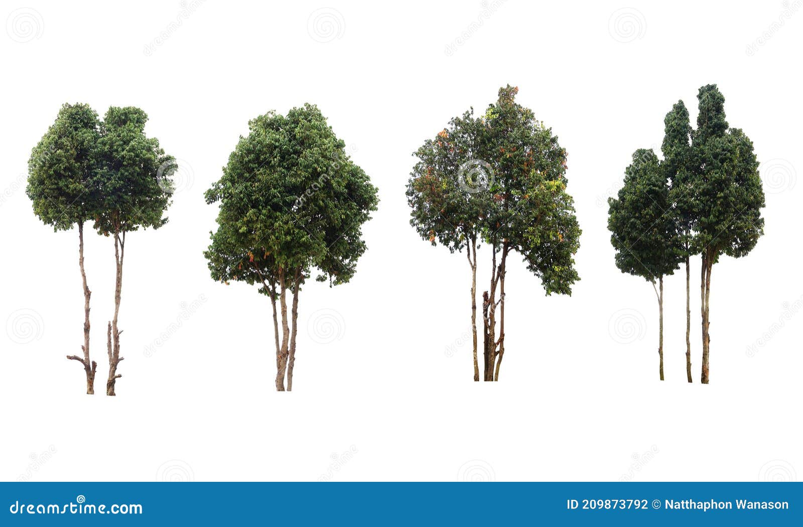 Set of four trees stock photo. Image of canopy, nature - 209873792