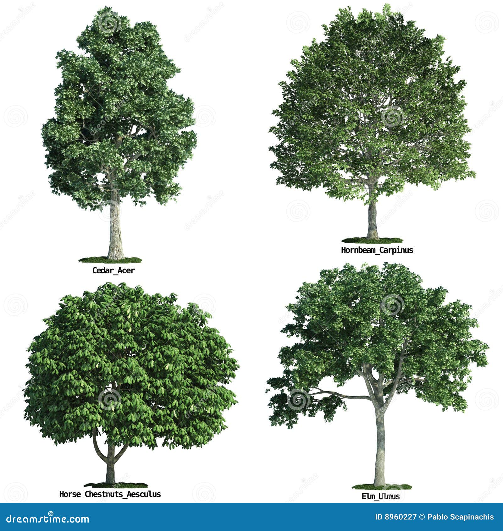 Set of Four Trees Isolated Against Pure White Stock Illustration ...