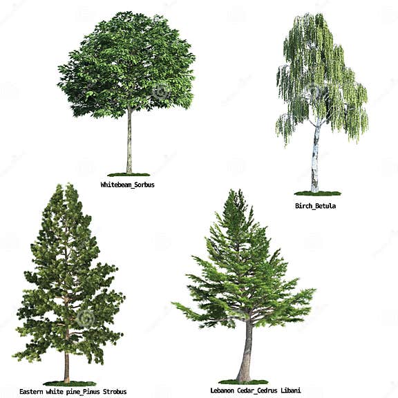 Set of Four Trees Isolated Against Pure White Stock Illustration ...