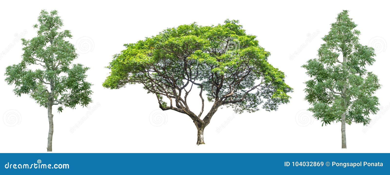 Set of Four Trees Isolated Against Pure White Stock Image - Image of ...