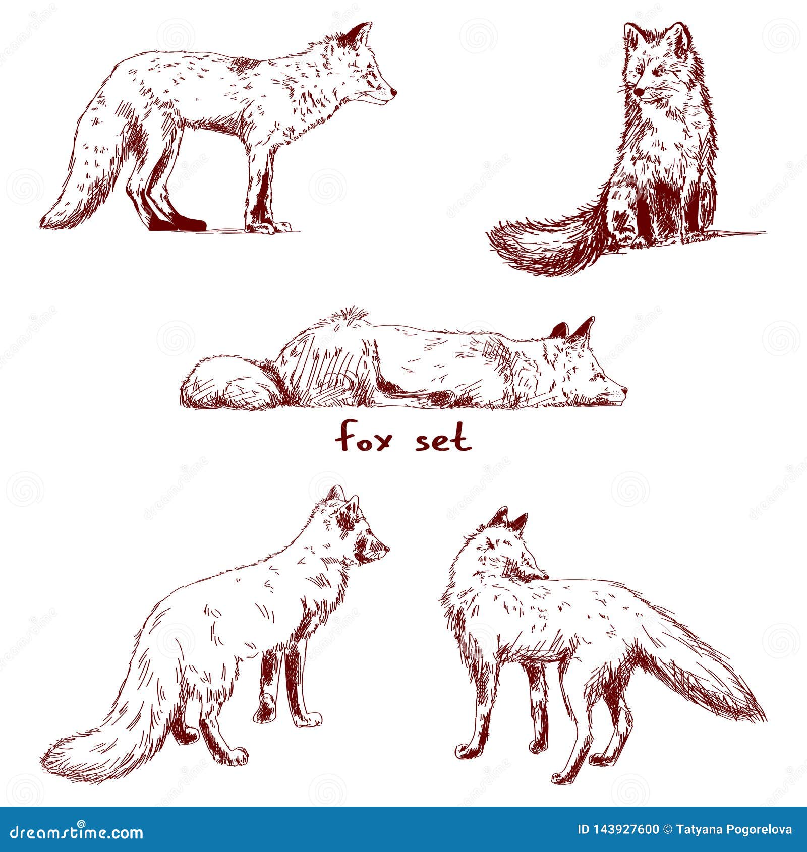A Set of Fox Doodles. Vector Illustration on White Isolated Background ...